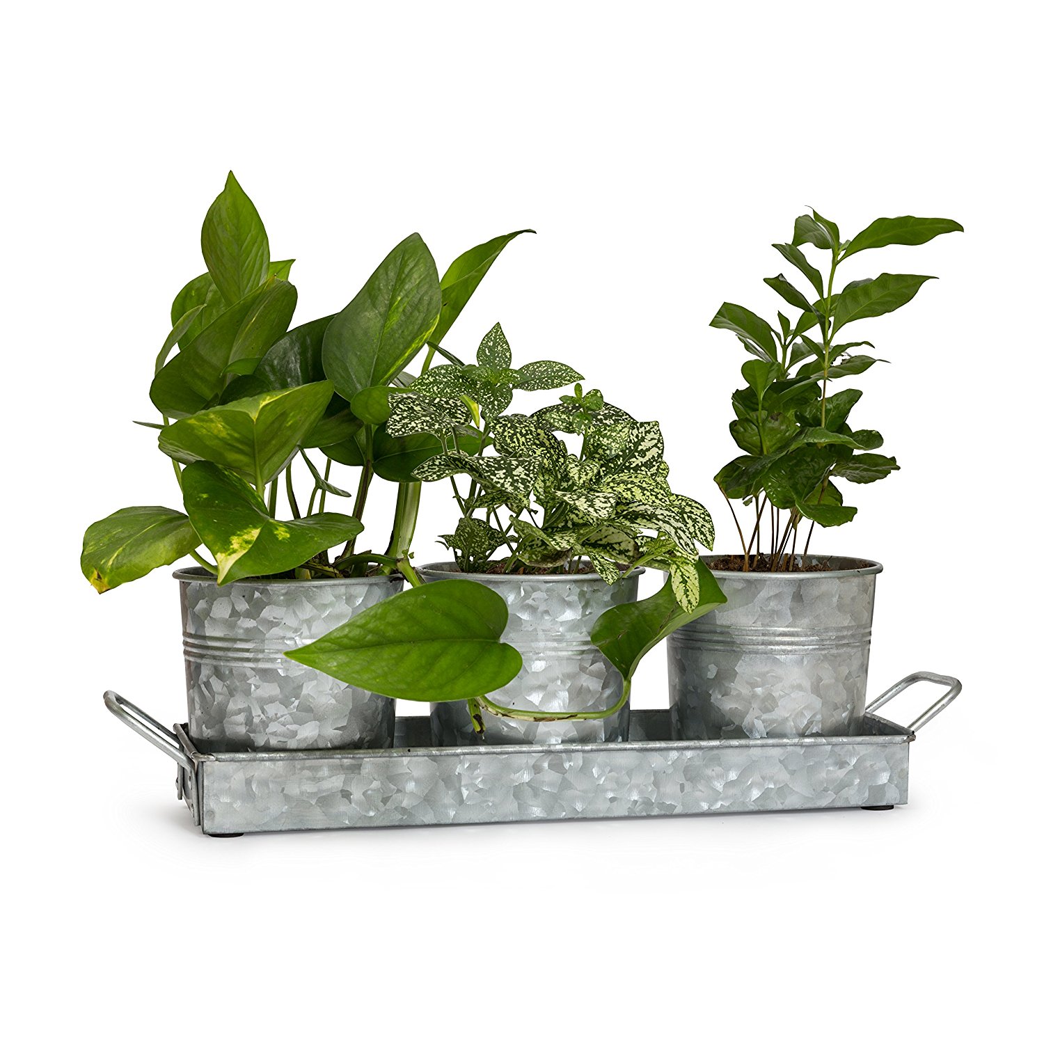 12 Nearly Immortal House Plants That Clean The Air - The Unlikely Hostess