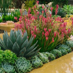 15 Sensational Succulent Garden Landscape Design & Arrangement Ideas ...